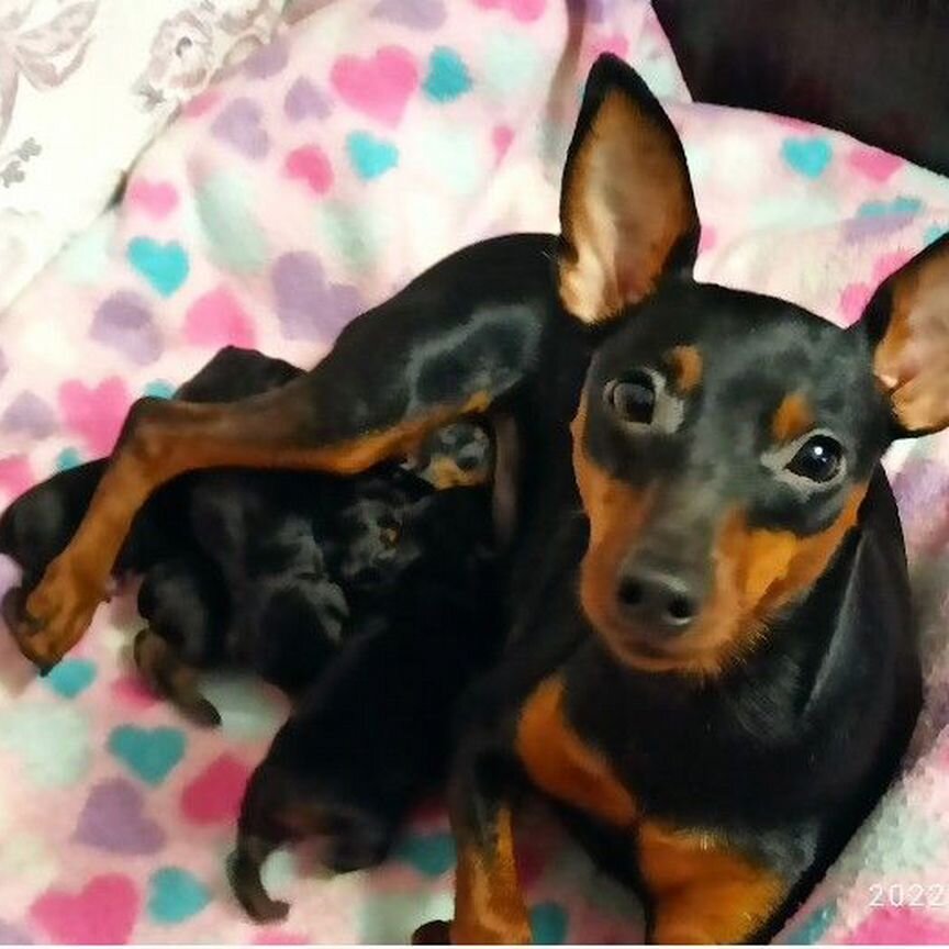 Цвергпинчер, щенок