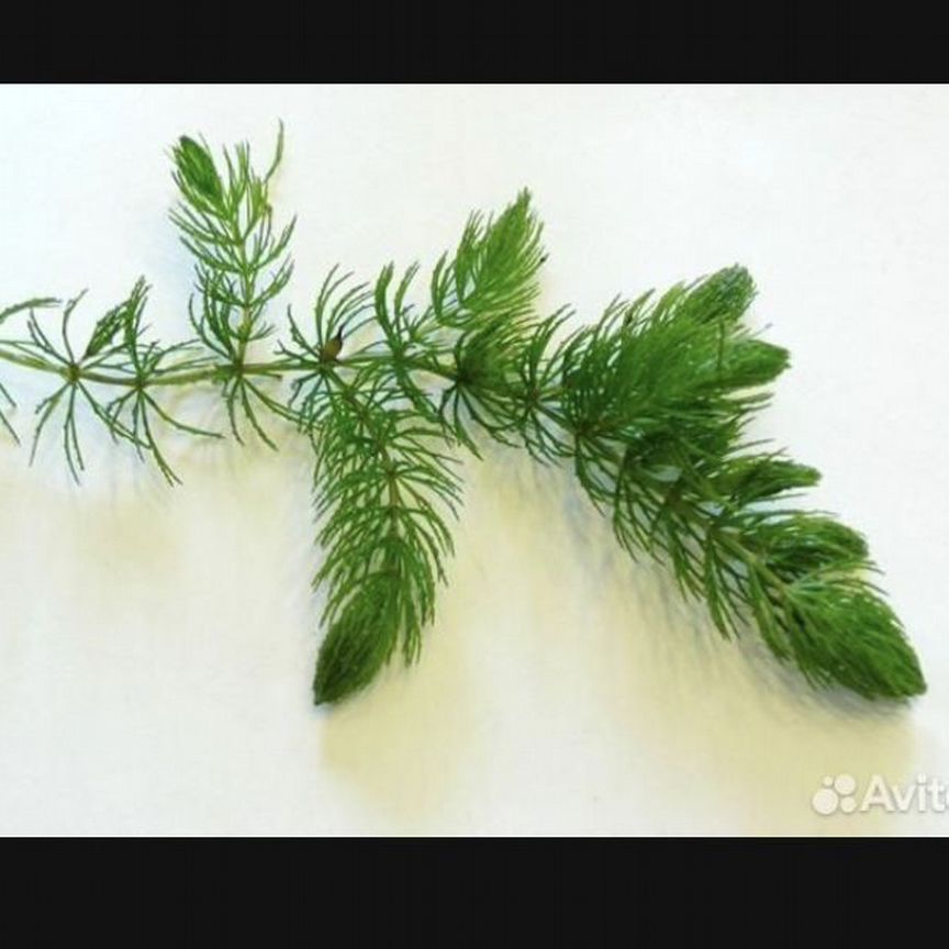 Роголистник