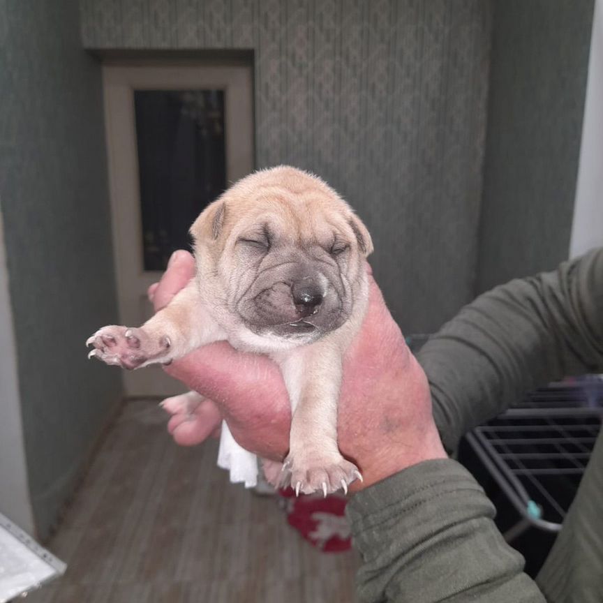 Отдаем щенков в добрые руки, мама шарпей