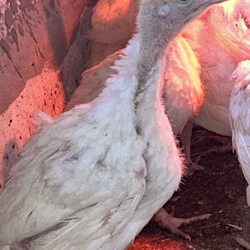 Индюки Хайбрид