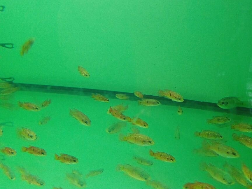 Хромис красавец