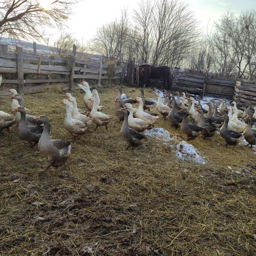 Гуси живым весом