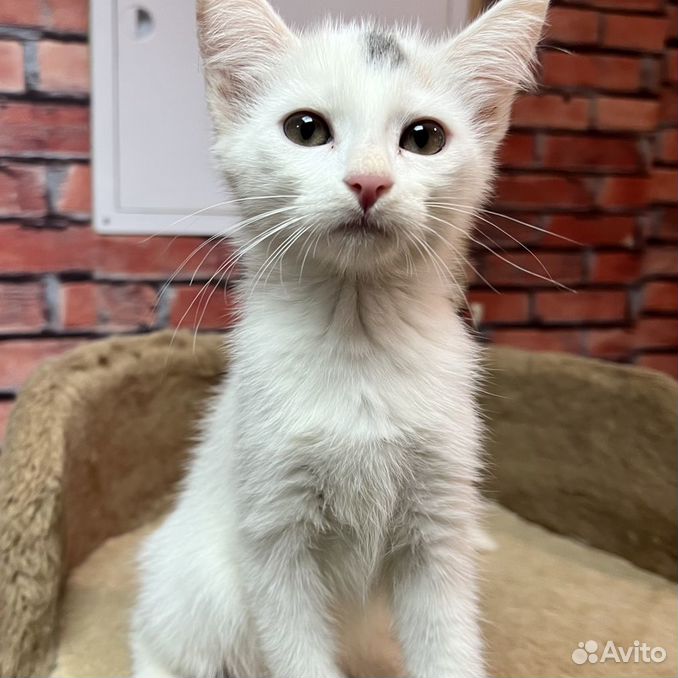 Котенок девочка Стеша 3 мес ищет семью