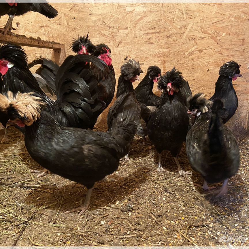 Инкубационное яйцо