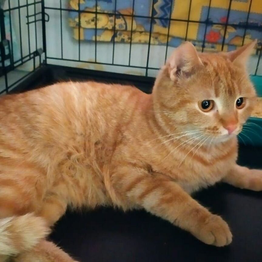 Кот котенок 8 месяцев кастрирован