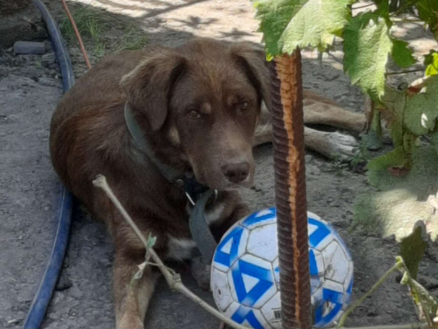 Собака в добрые руки