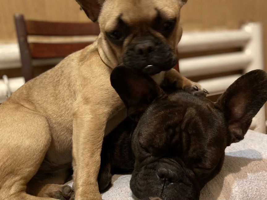 Французский бульдог