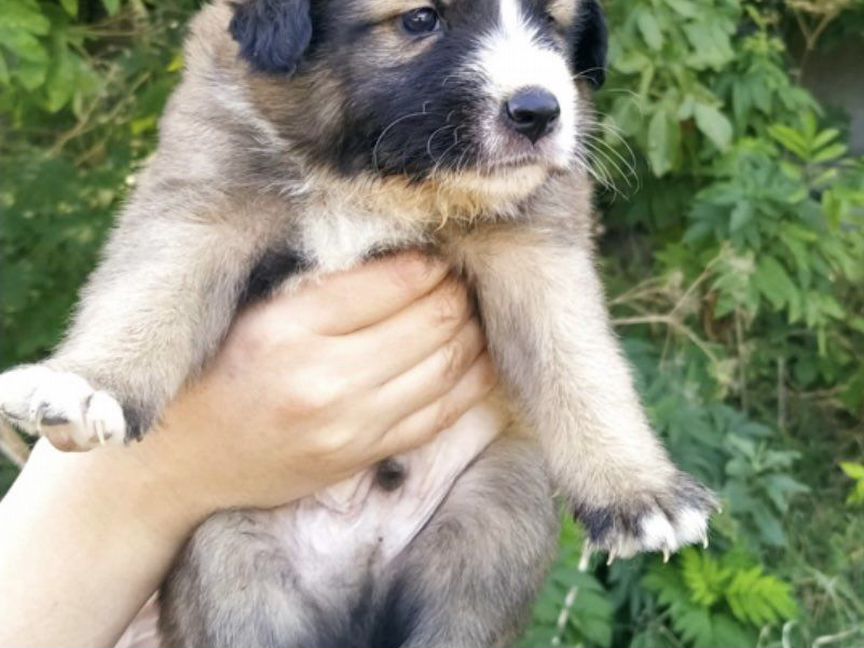 Щенок девочка