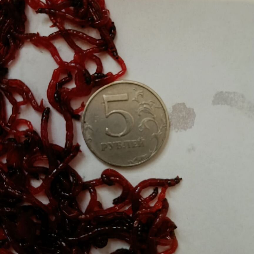 Мотыль крупный/средний и кормовой