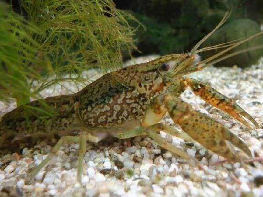 Мраморные рачки