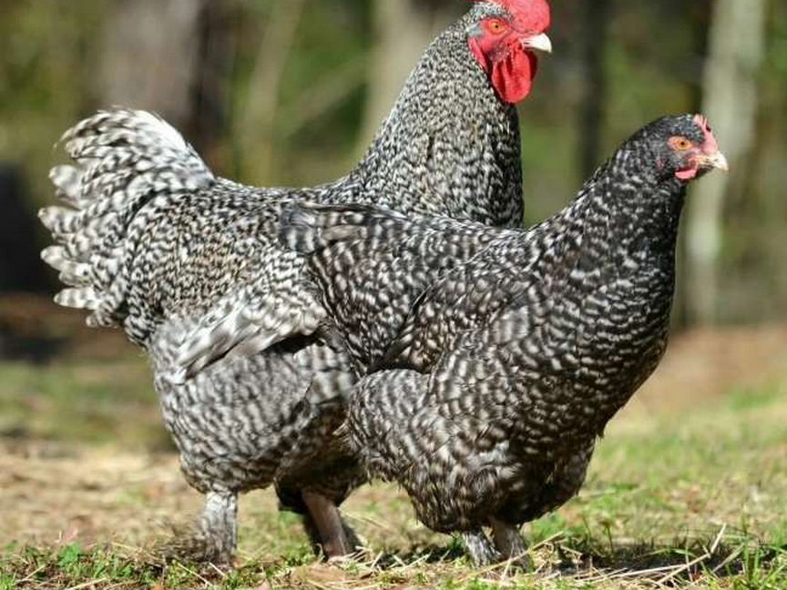 Петух доминант