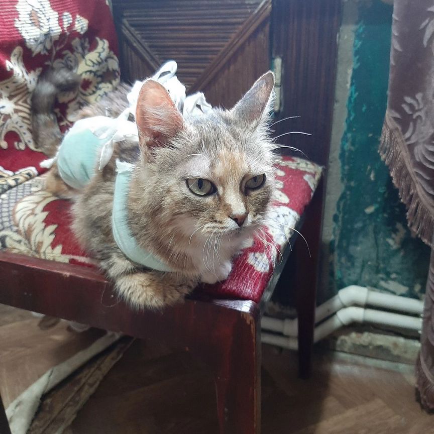 Отдам бесплатно
