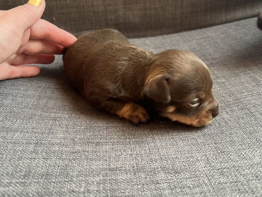 Продам щенка