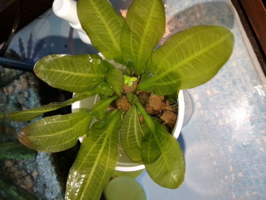 Эхинодорус