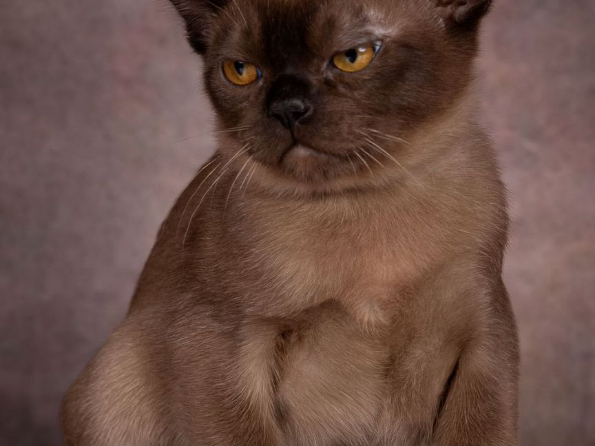 Бурманские котята