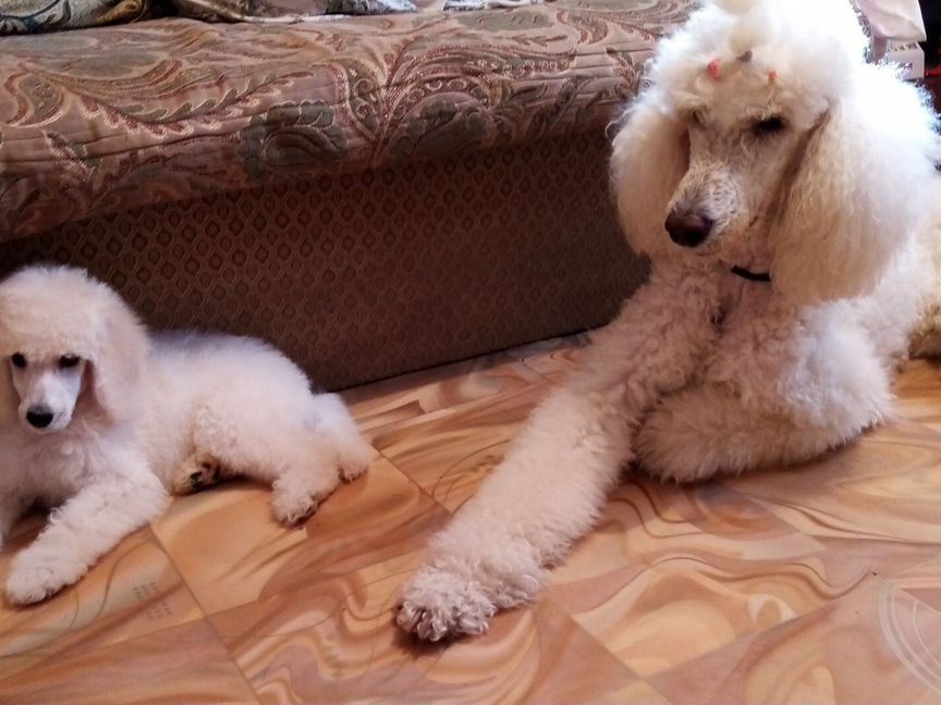 Королевское счастье