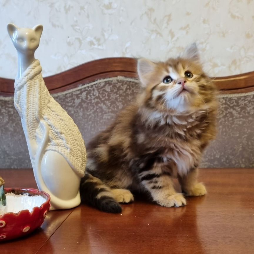 Могучий сибиряк с прекрасной родословной, котята