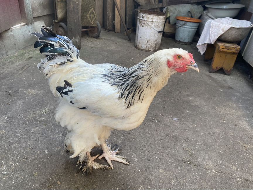 Молодой петух