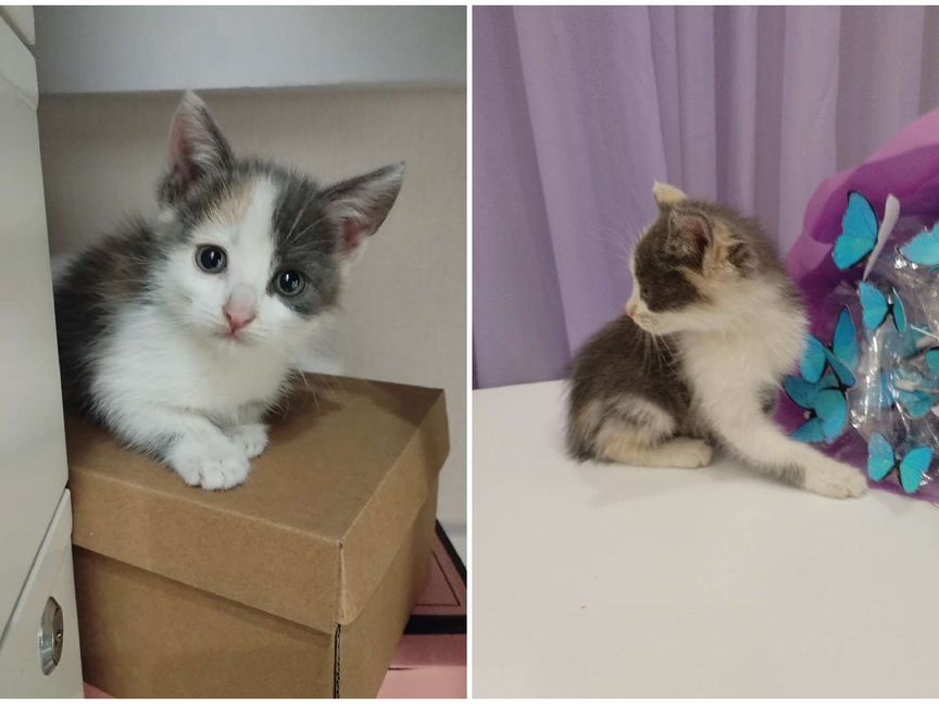 Котята в добрые руки