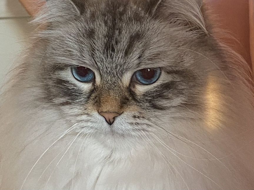 Кошка невская маскарадная потерялась