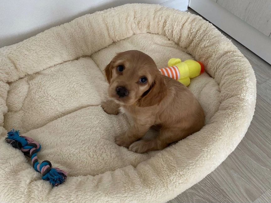 Собака английский кокер спаниель