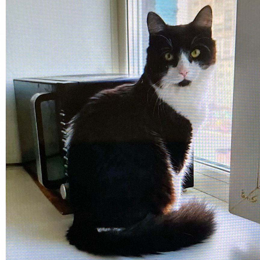 Европейский короткошёрстный, взрослый кот