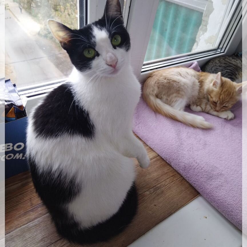 Нежнейшая Симочка, 1 годик. В добрые ручки