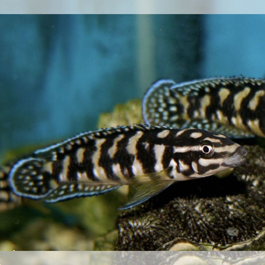 Юлидохромисы — цихлиды Танганьика