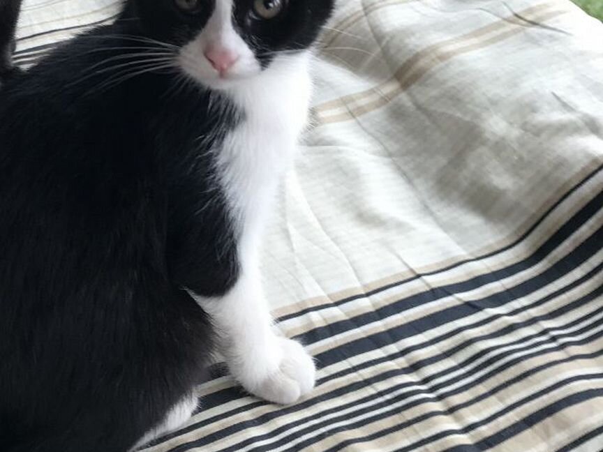 Котята в добрые руки бесплатно