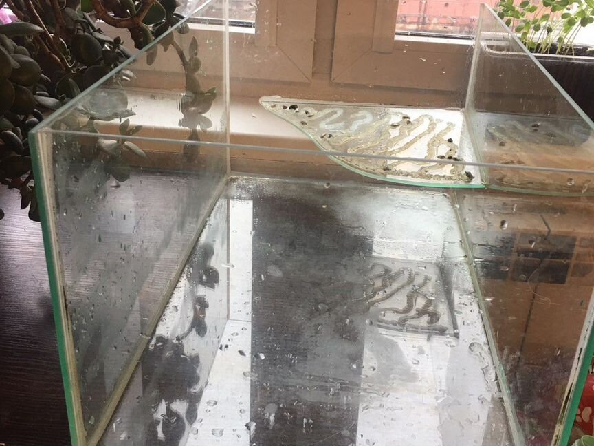 Аквариум для краба черепахи