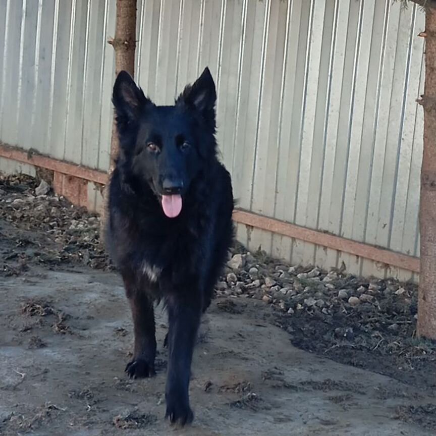 Немецкая овчарка, щенок