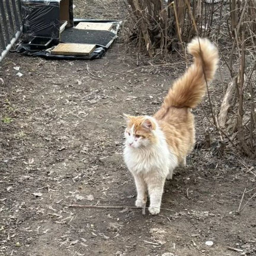 Сибирский, взрослый кот