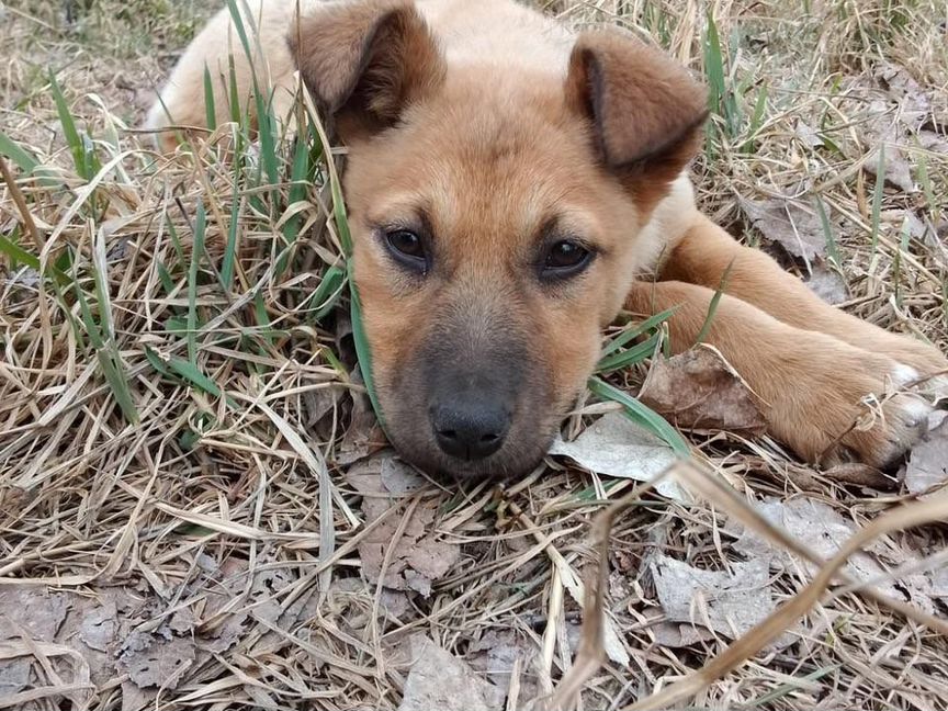 Зенки подростки в дар