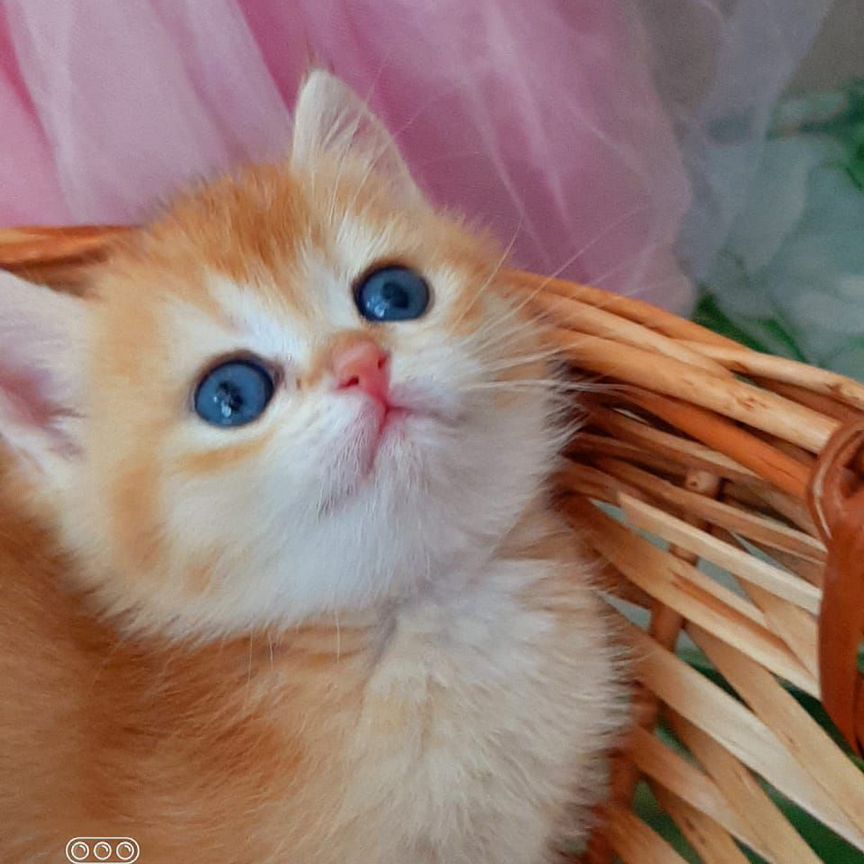 Золотые британские котята