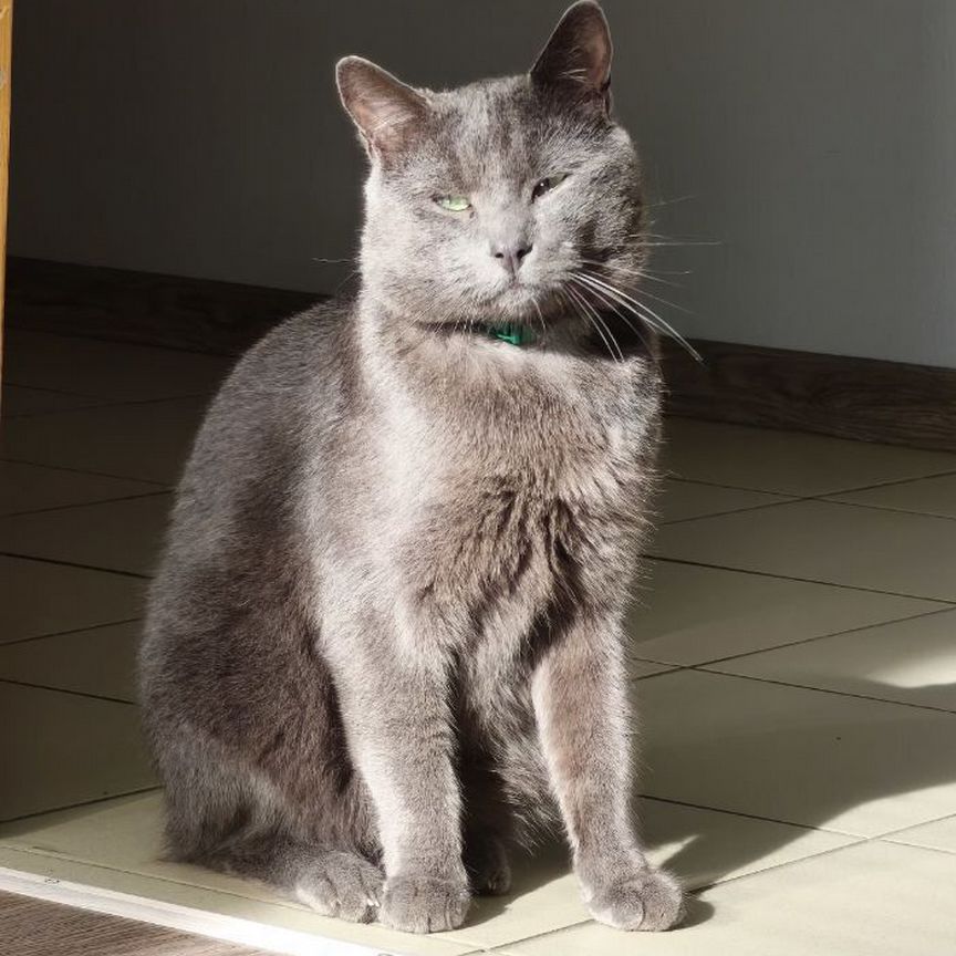 Русский голубой кот, взрослый