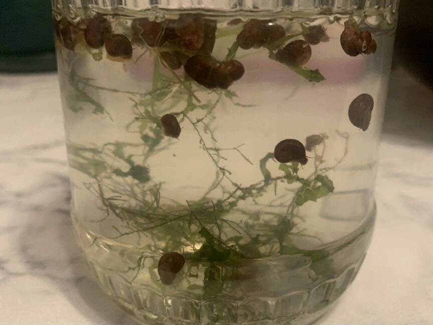 Улитки аквариумные