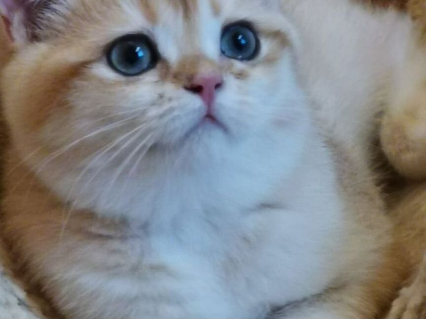 Британская золотая шиншилла ny12