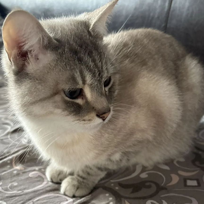 Шотландский прямоухий длинношёрстный, взрослый кот