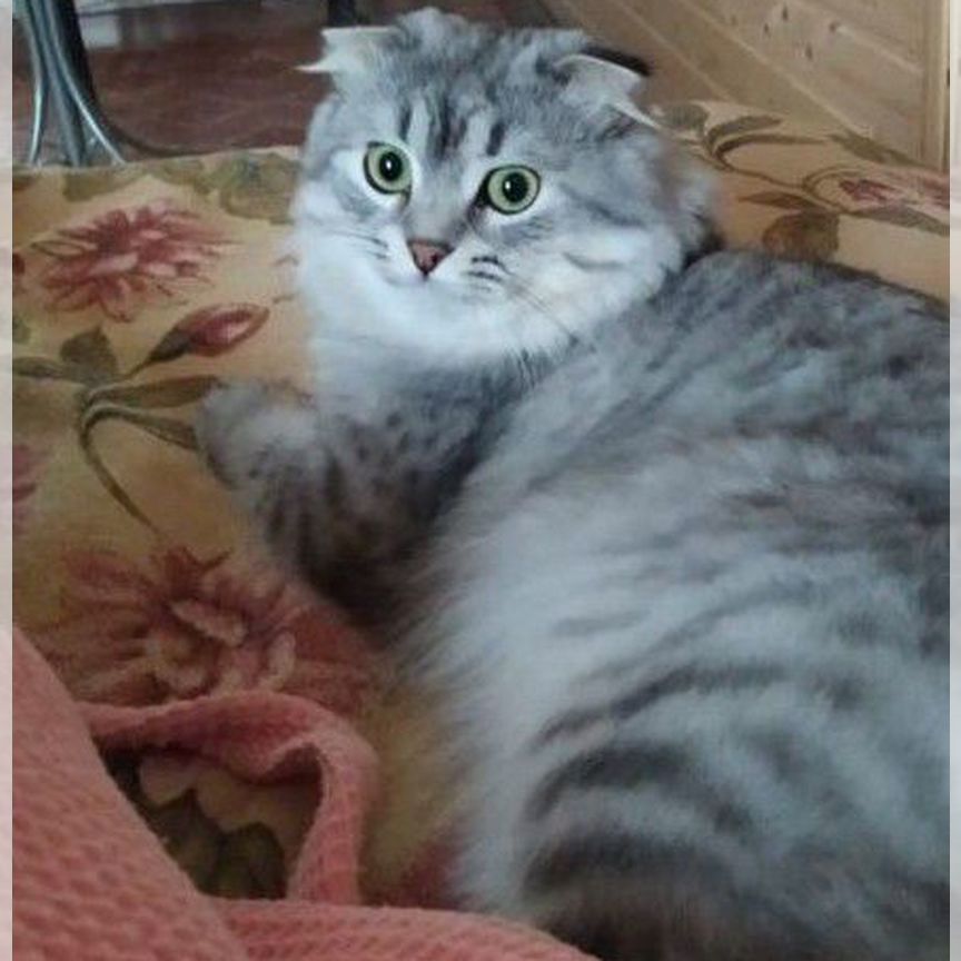 Котик