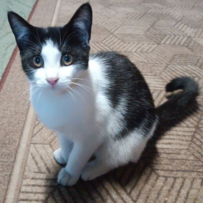 Мейн-кун котёнок