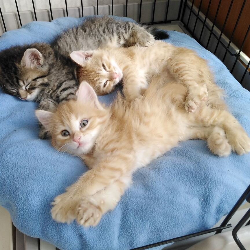 Котёнок в добрые руки