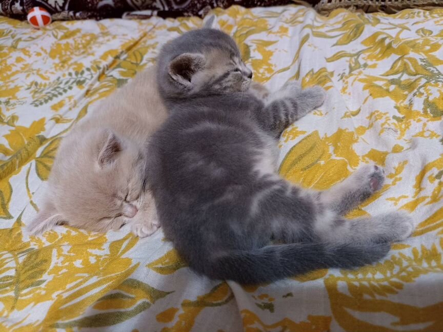 Шотландские котята