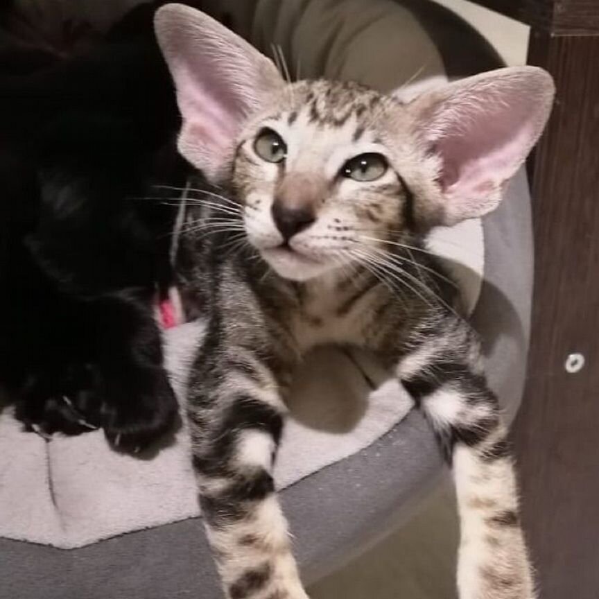 Ориентальные котята