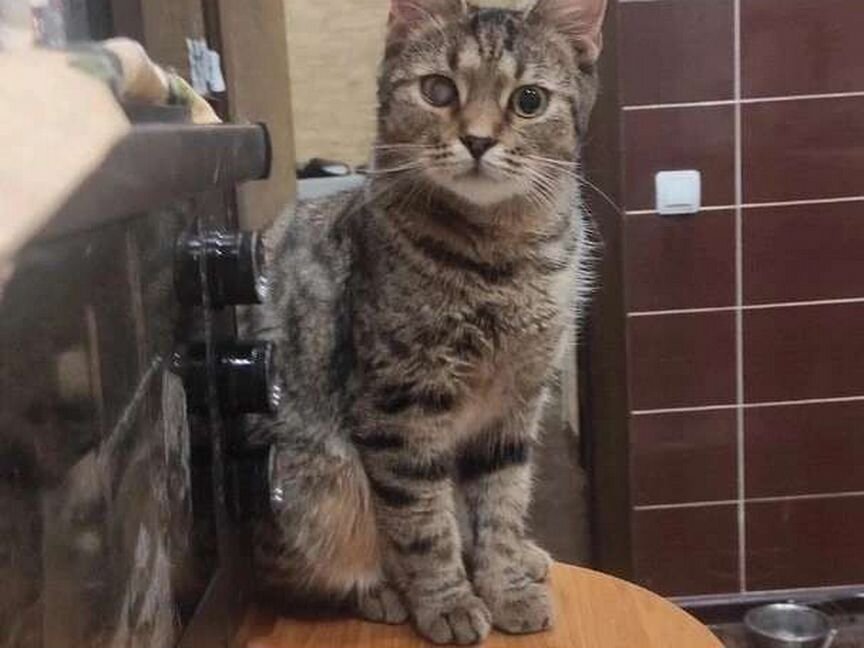 Кот мальчик 10 мес кастрирован