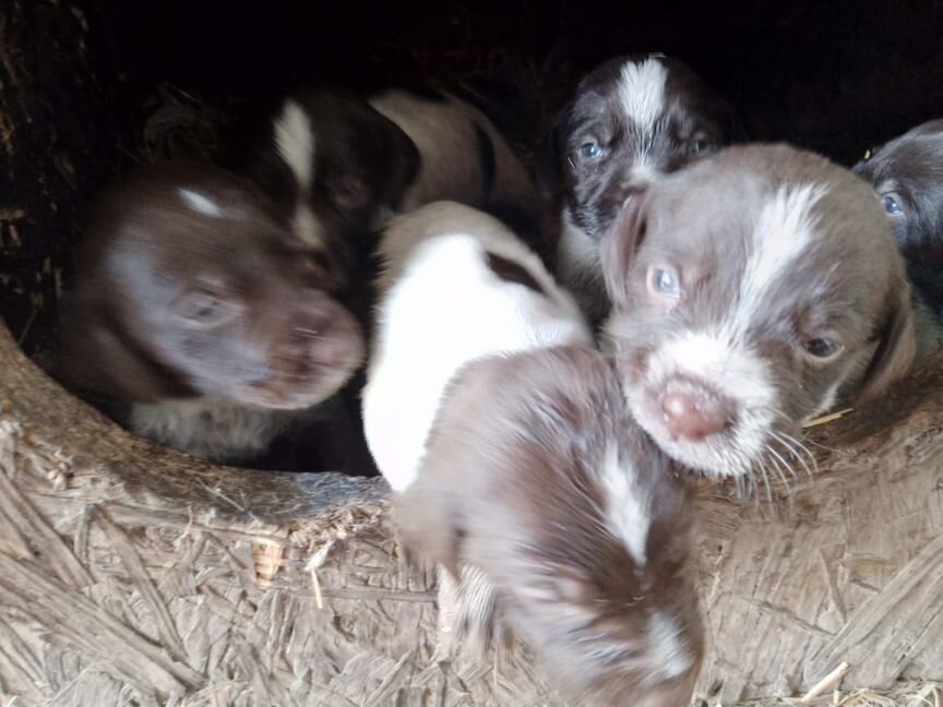 Щенки дратхаара