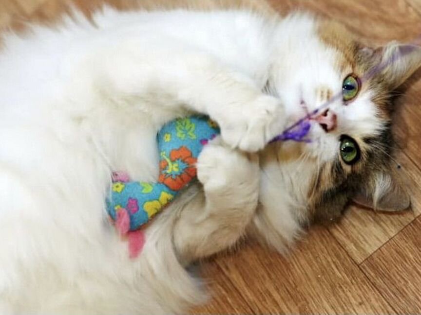 Кошечка ищет дом