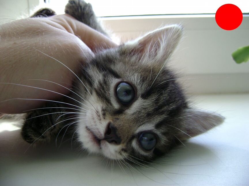 Веселые и энергичные котята