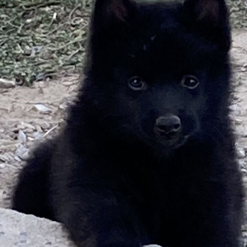 Щенки шипперке