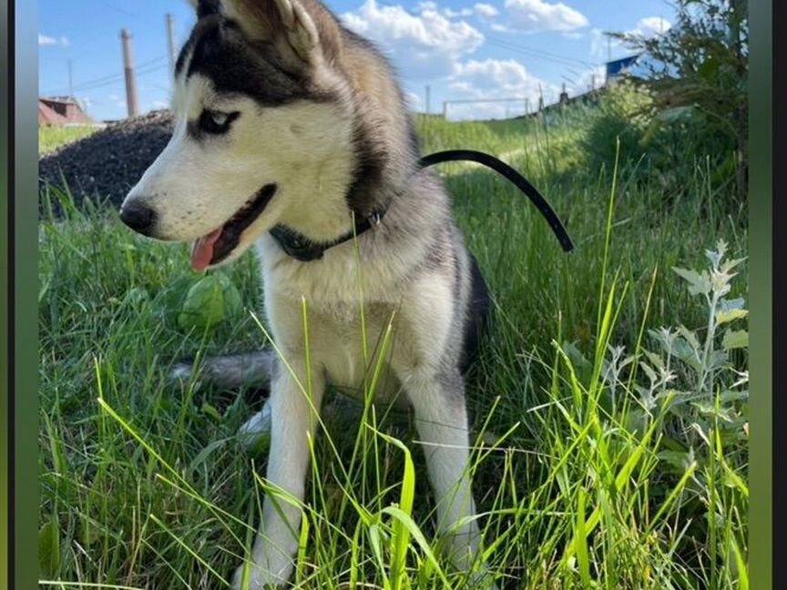 Сибирский хаски