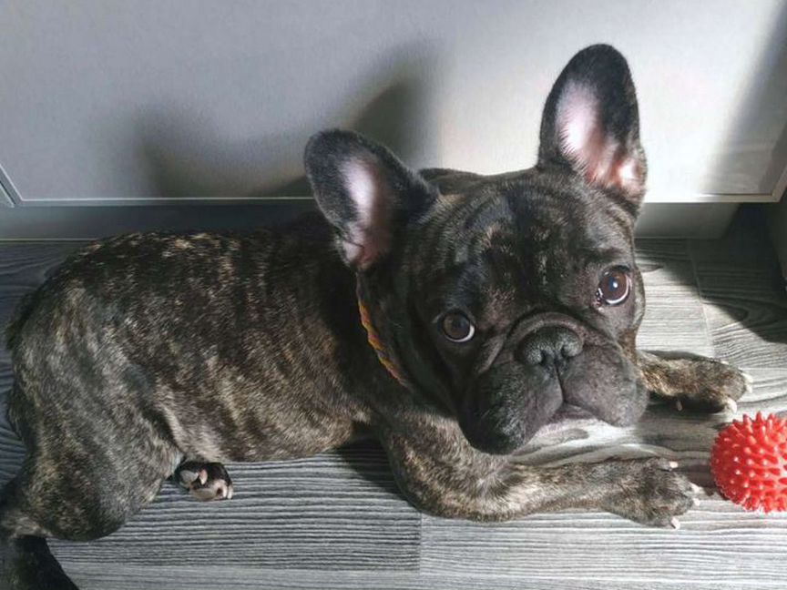 Комнатная собачка без проблем